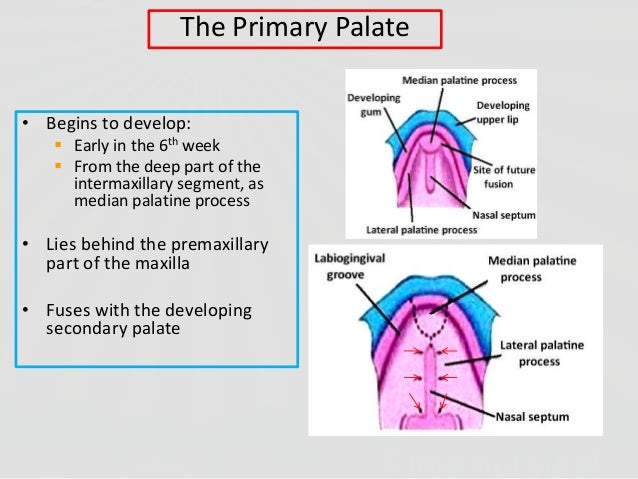 Development of face