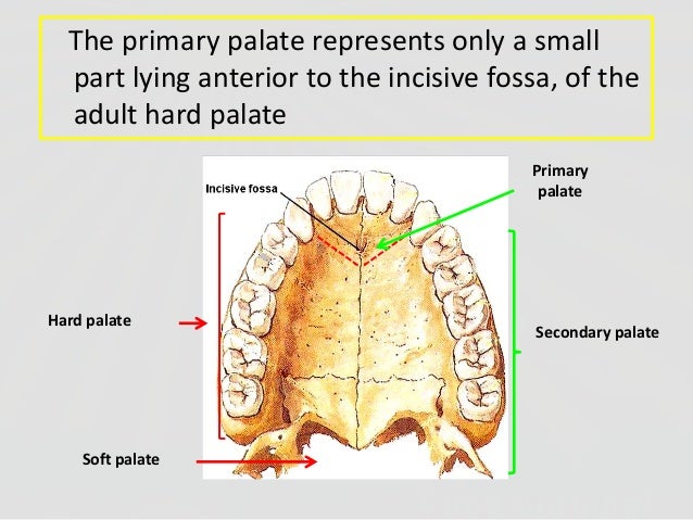 Development of face