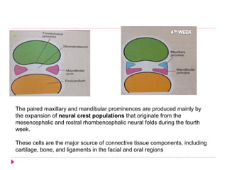 Development of face | PPT