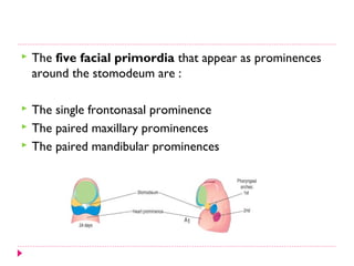Development of face | PPT