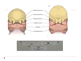 Development of face | PPT