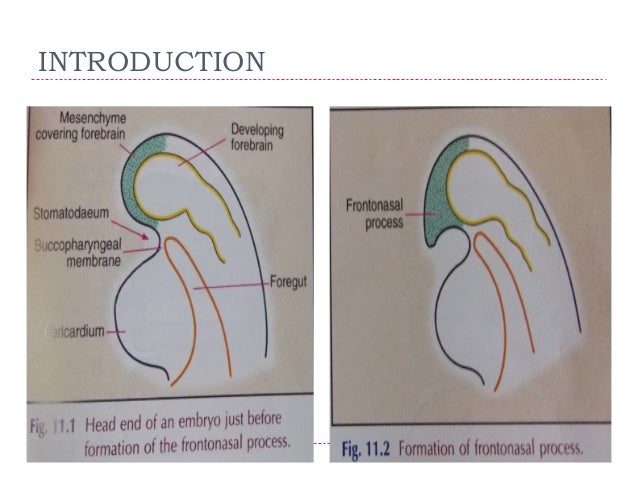 Development of face