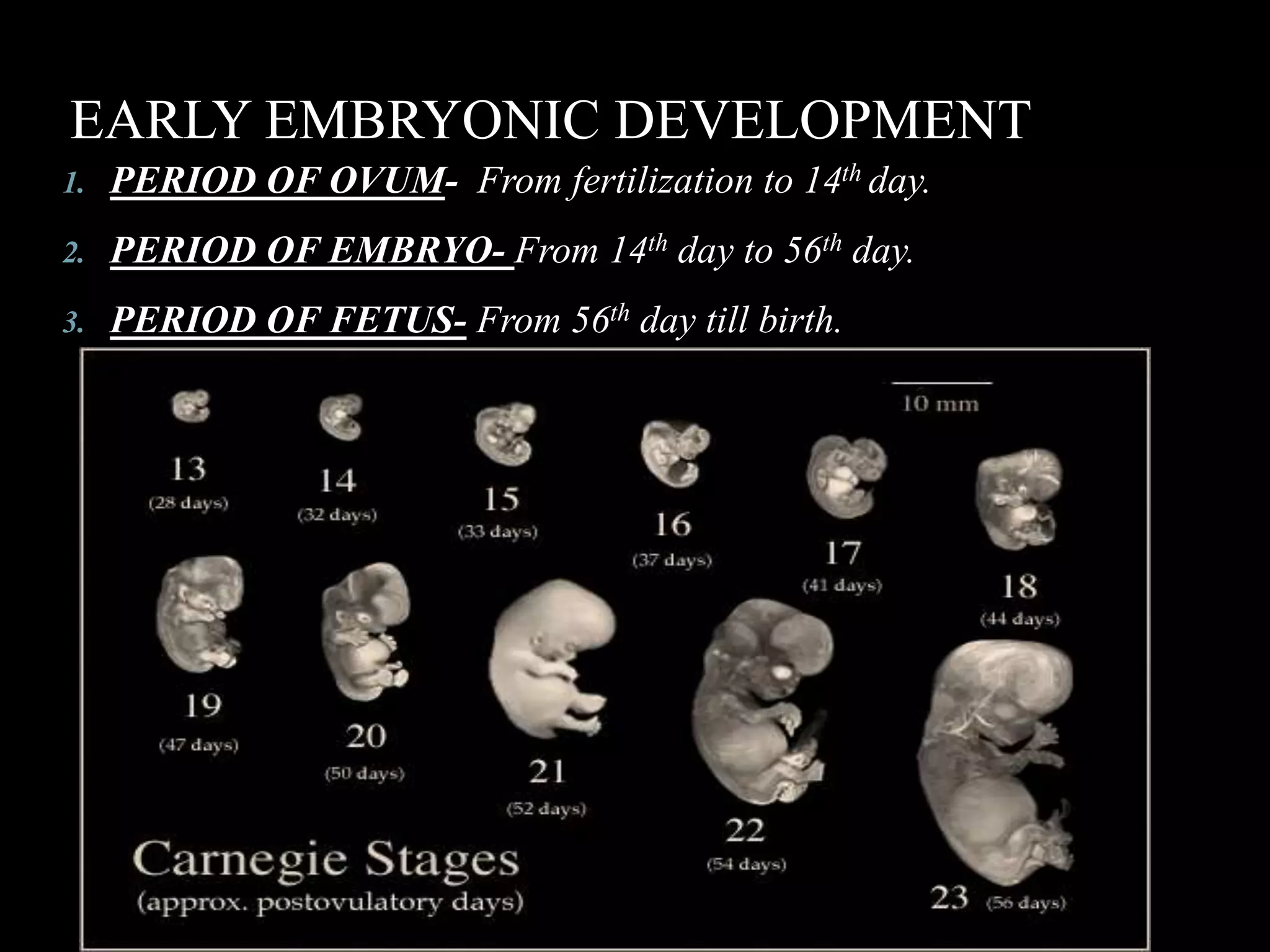 Development of face | PPTX