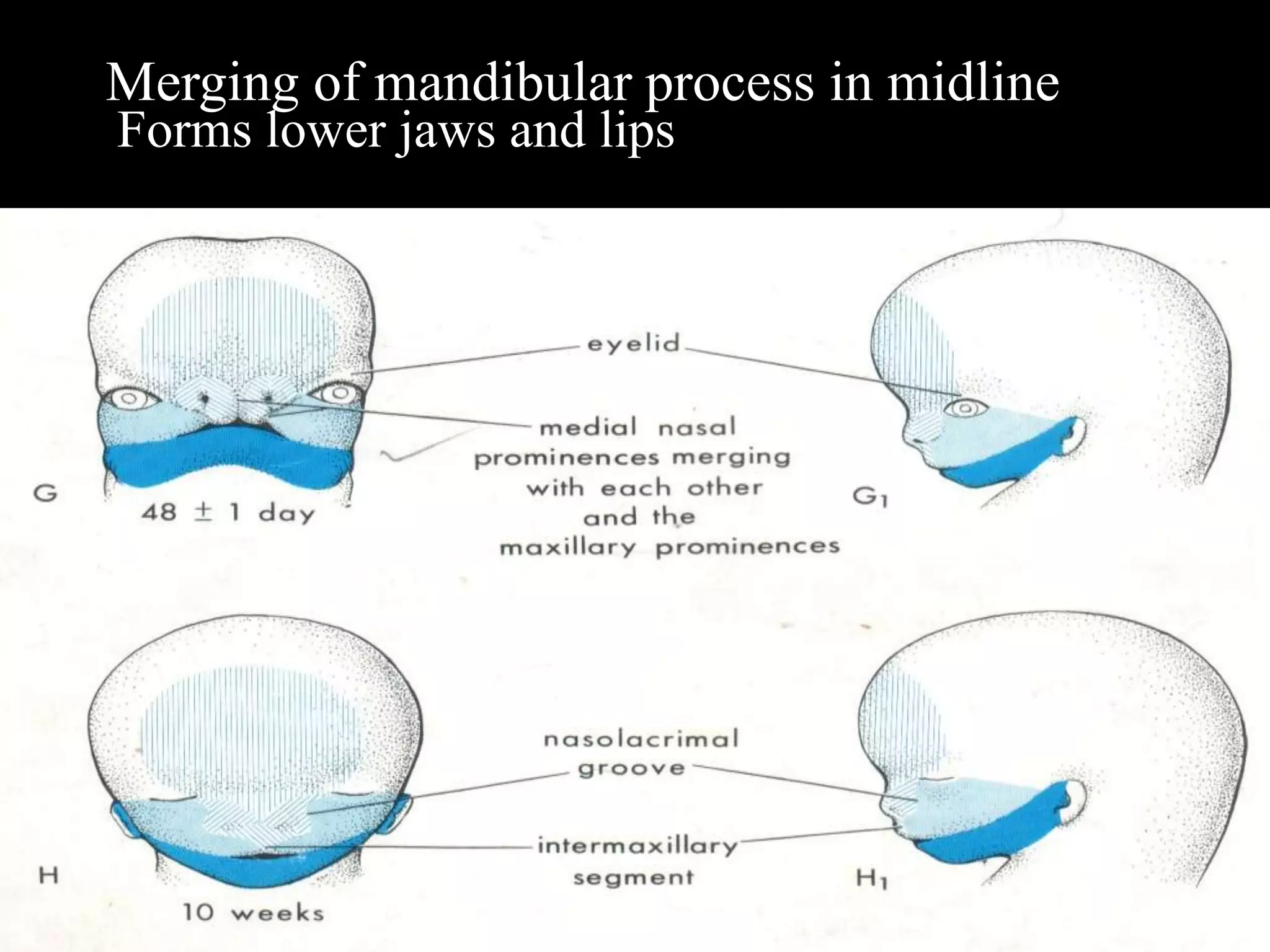 Development of face | PPTX
