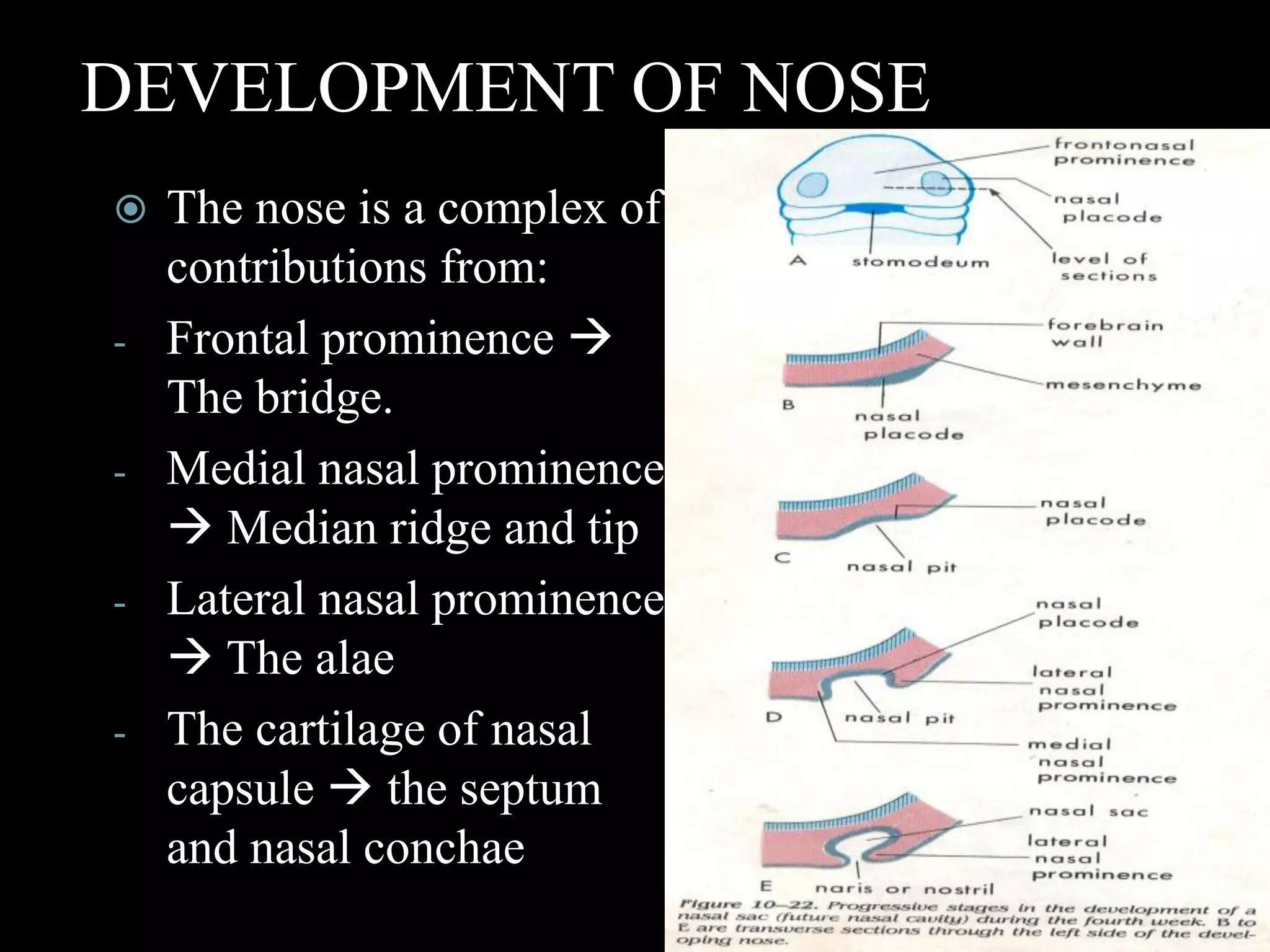 Development of face | PPTX