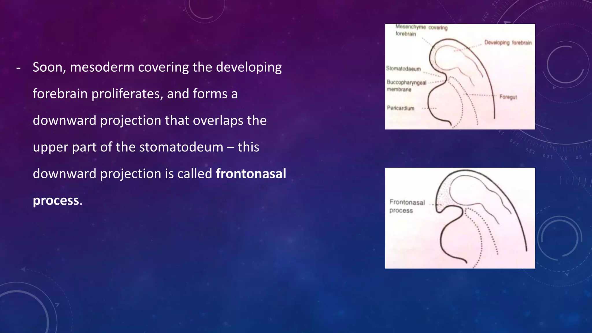 Development of Face | PPTX