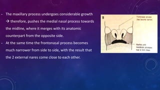 Development of Face | PPTX