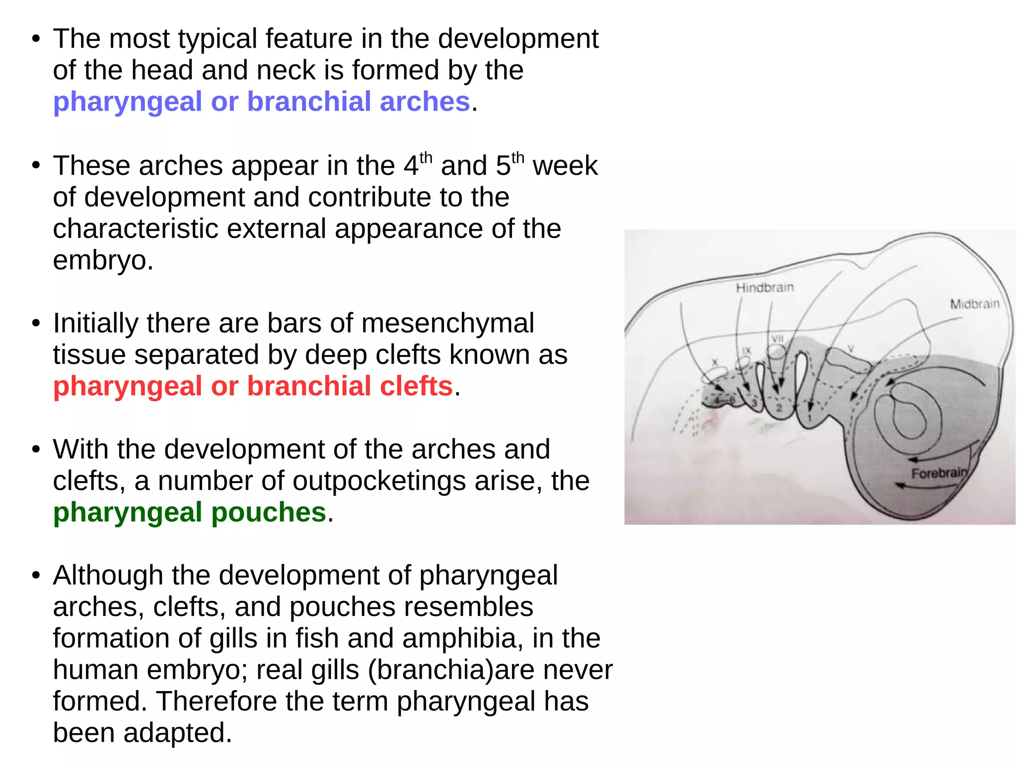 Development of face | ODP