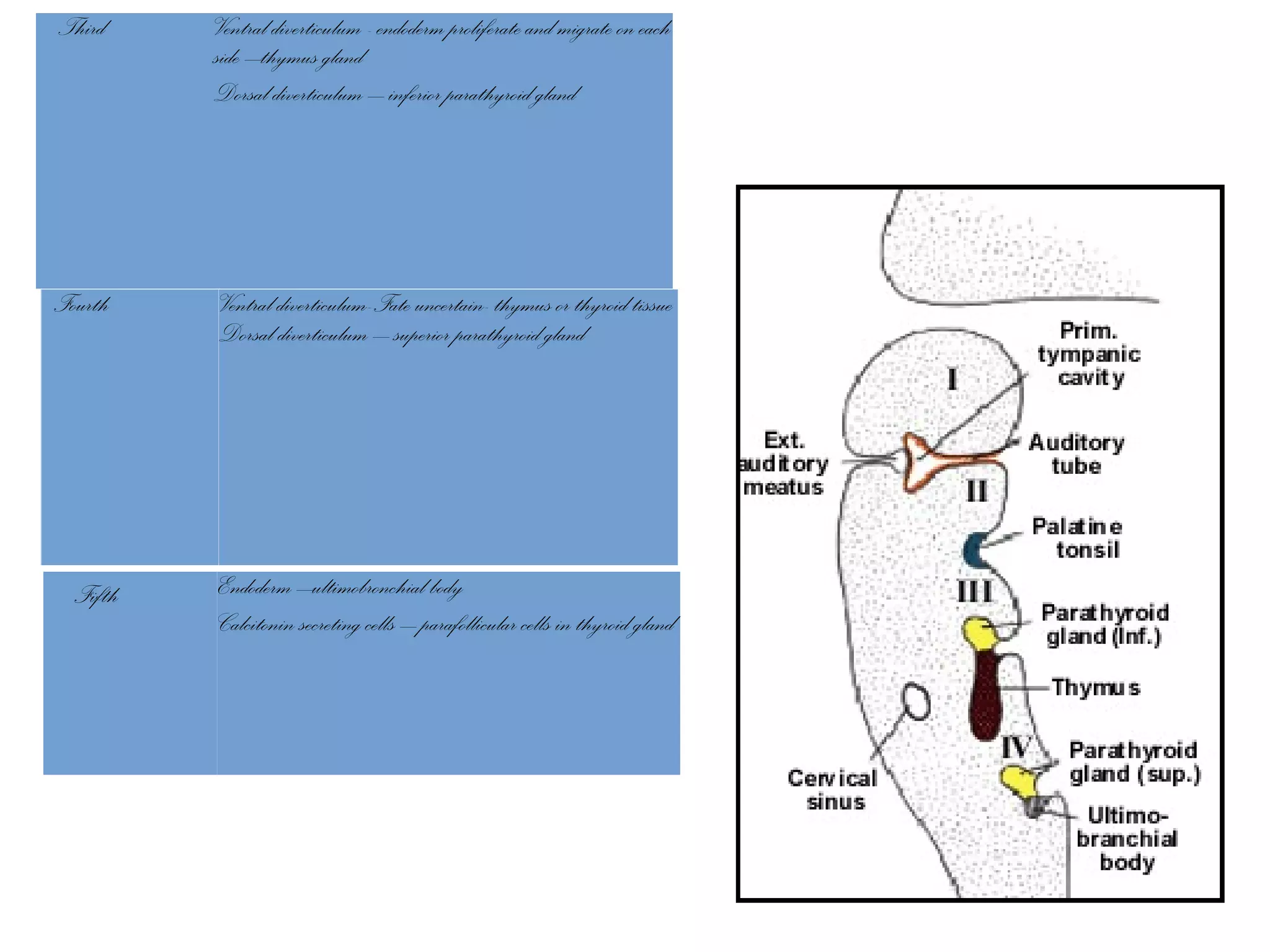 Development of face | ODP