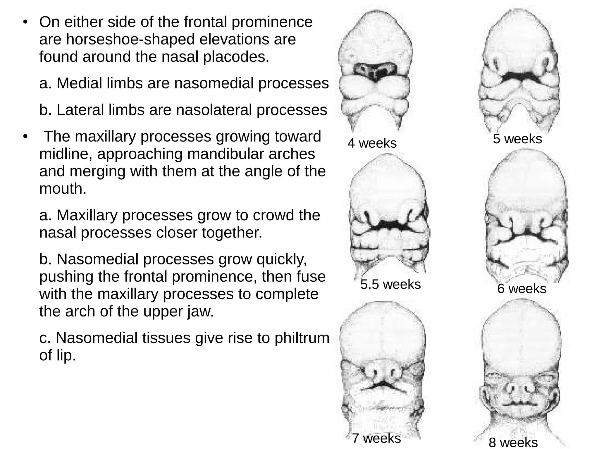 Development of face | ODP