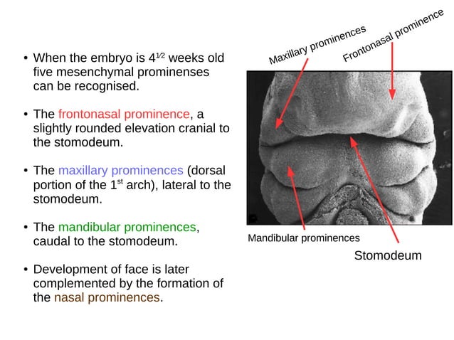 Development of face | ODP | Infertility | Reproductive Health
