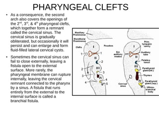 Development of face | ODP