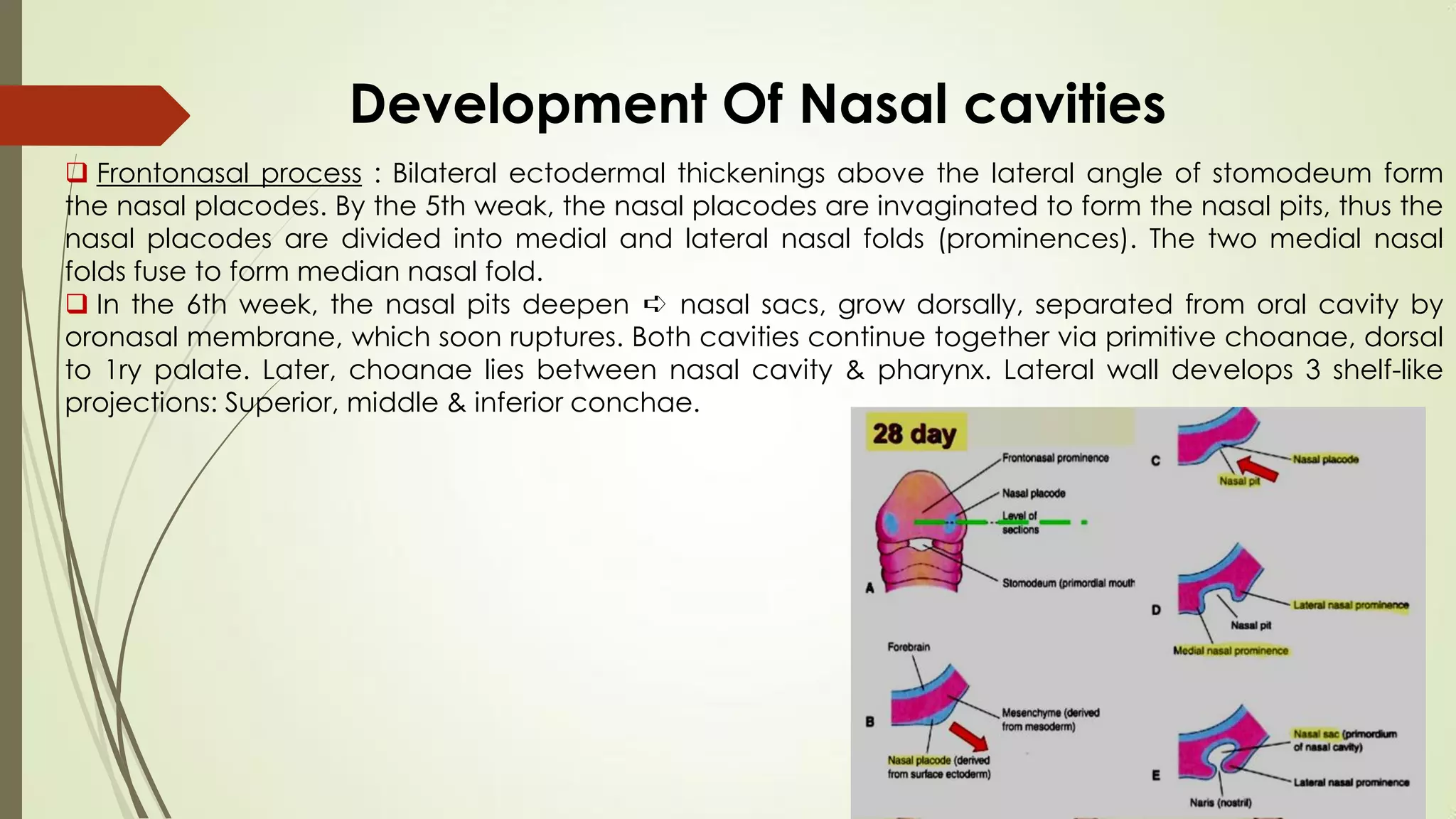 Development of face | PDF