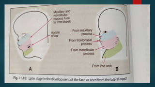 Development of face | PPTX