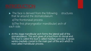 Development of face | PPTX