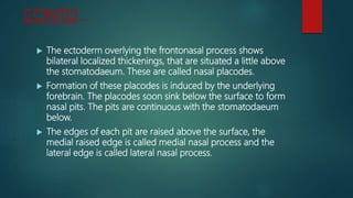 Development of face | PPTX