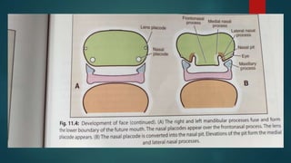 Development of face | PPTX