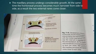 Development of face | PPTX