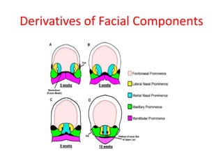 Development of Face.pptx