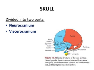 Development of Face.pptx