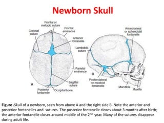 Development of Face.pptx
