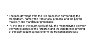 Oral Embryology - The Development of Face | PPTX