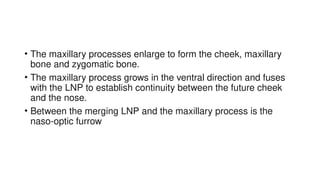 Oral Embryology - The Development of Face | PPT
