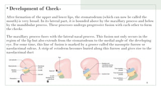 Development Of Face by Dr.Tejas K Gowda post grad student | PPTX