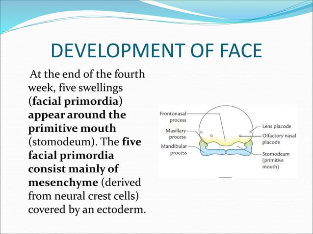 DEVELOPMENT OF FACE AND CONGENITAL MALFORMATIONS.ppt