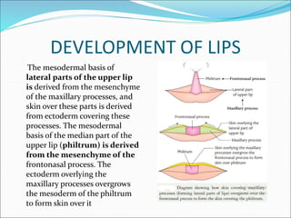 DEVELOPMENT OF FACE AND CONGENITAL MALFORMATIONS.ppt