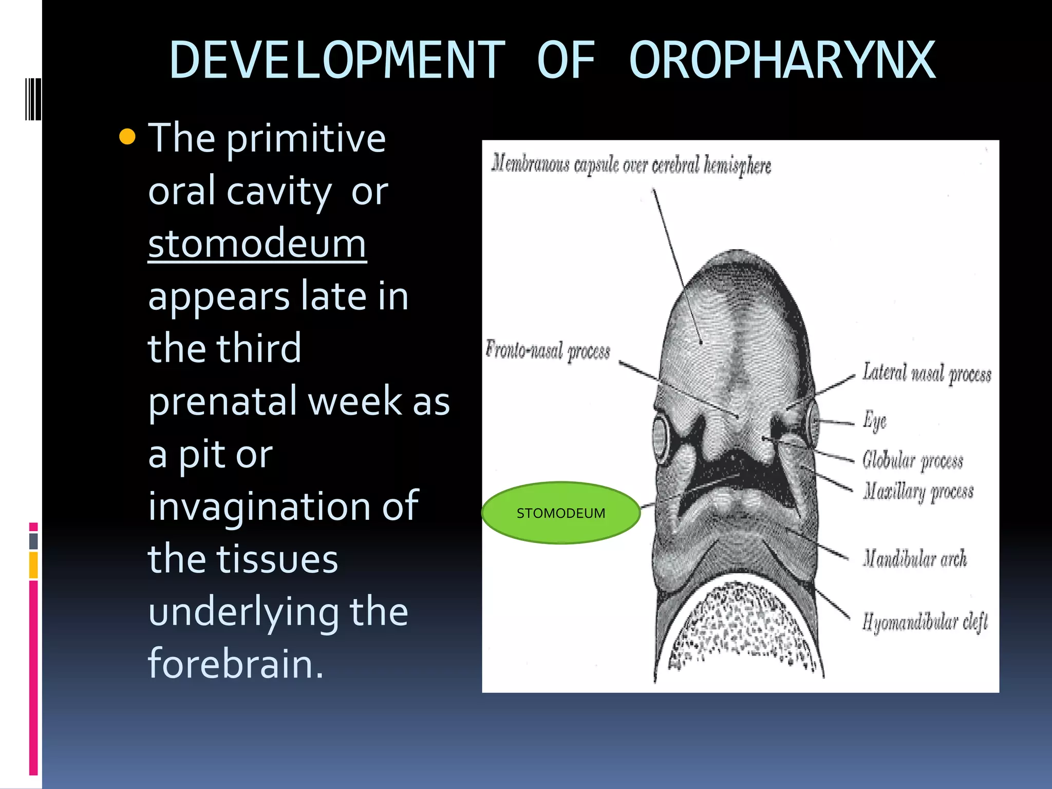 Development of face and oral cavity* | PPTX