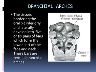 Development of face and oral cavity* | PPTX