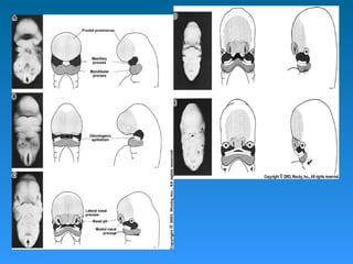 Development of face and oral cavity | PPT