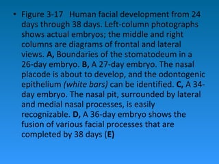 Development of face and oral cavity | PPT