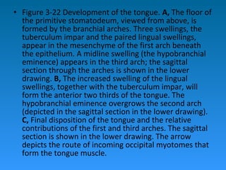 Development of face and oral cavity | PPT