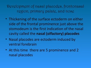 Development of face and oral cavity | PPT