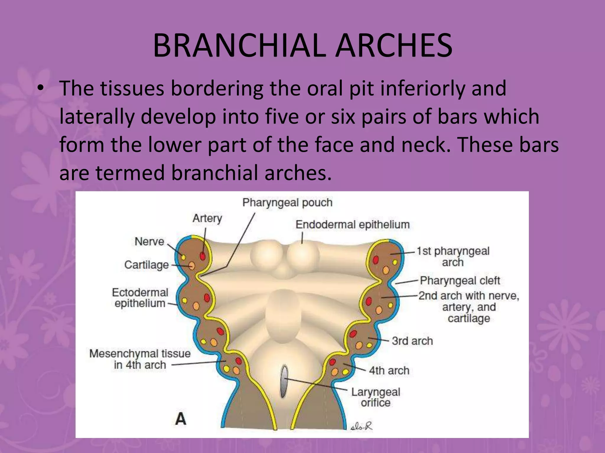 DEVELOPMENT OF FACE AND ORAL CAVITY | PPTX
