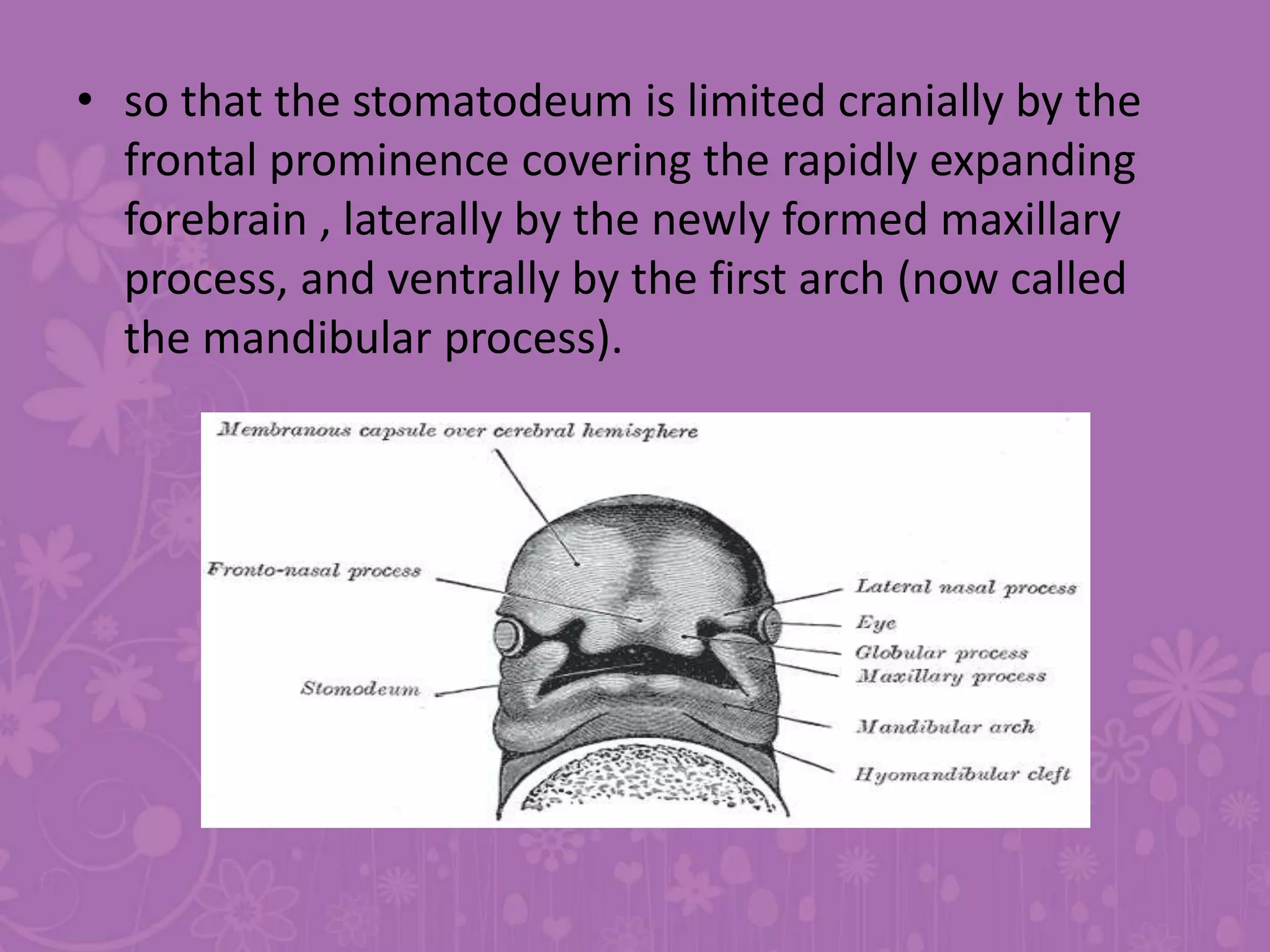 DEVELOPMENT OF FACE AND ORAL CAVITY | PPTX