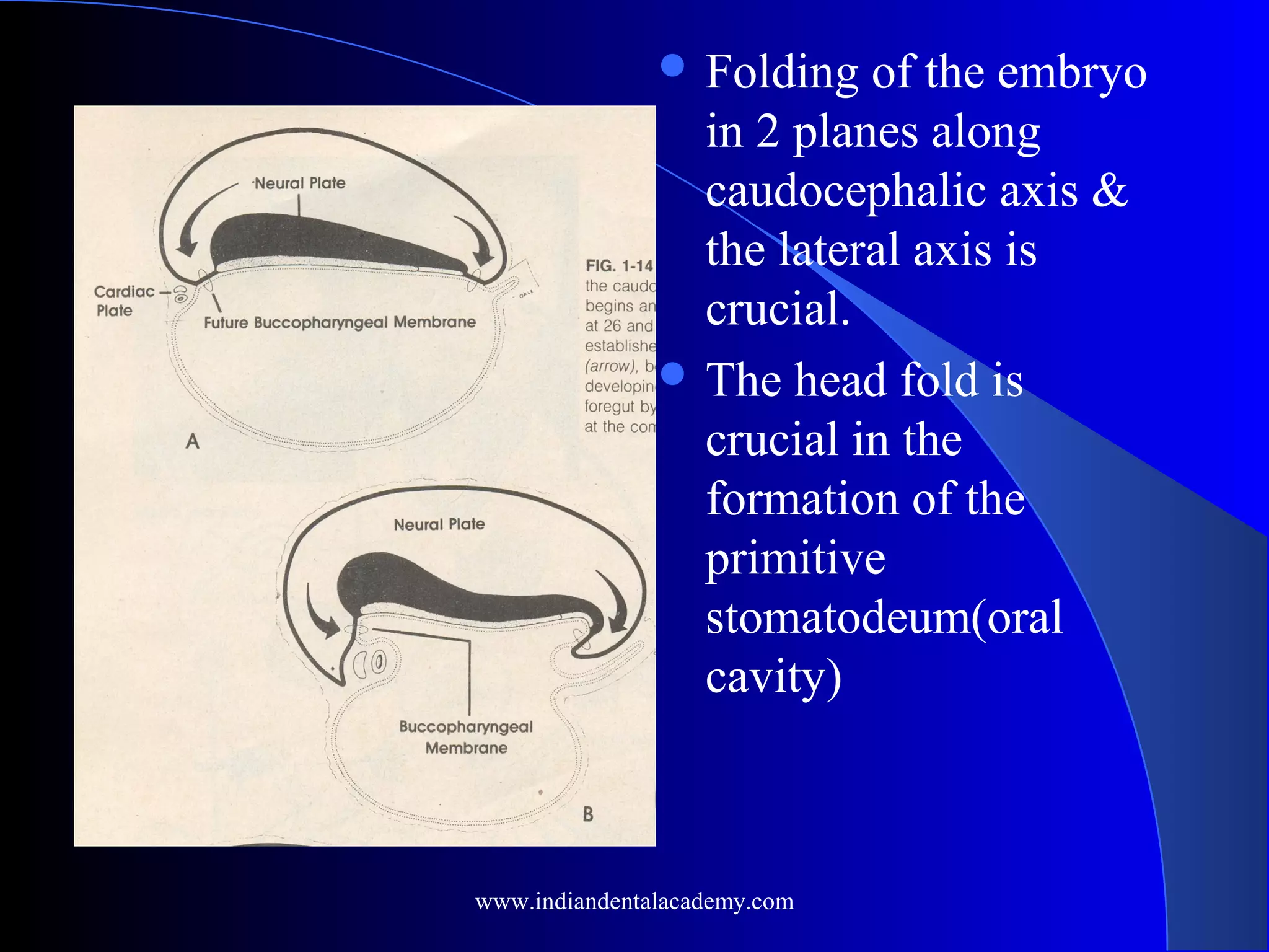 Development of face and oral cavity / dental implant courses | PPT