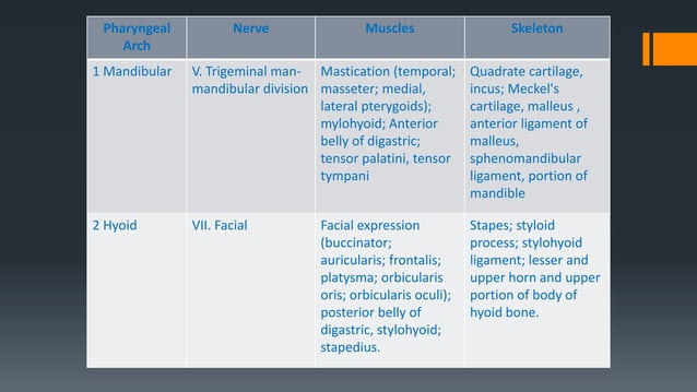 Development of face and palate | PPTX