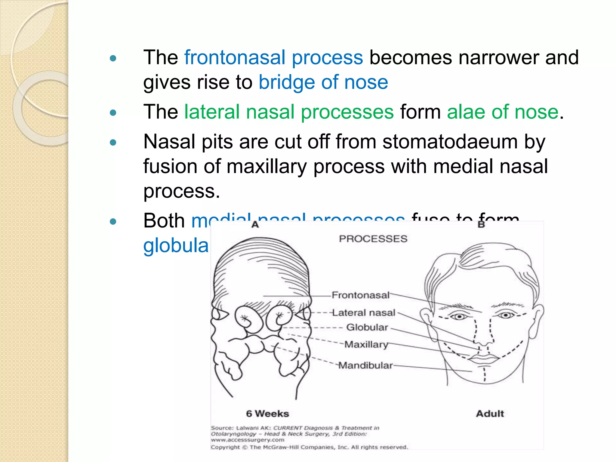 Development of face including nose ppt | PPTX