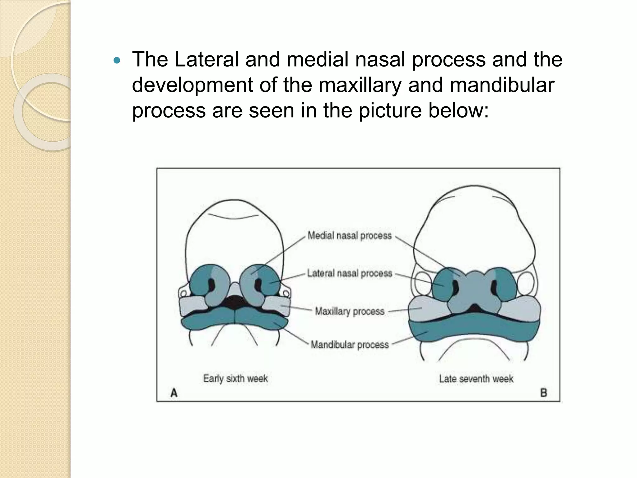Development of face including nose ppt | PPTX