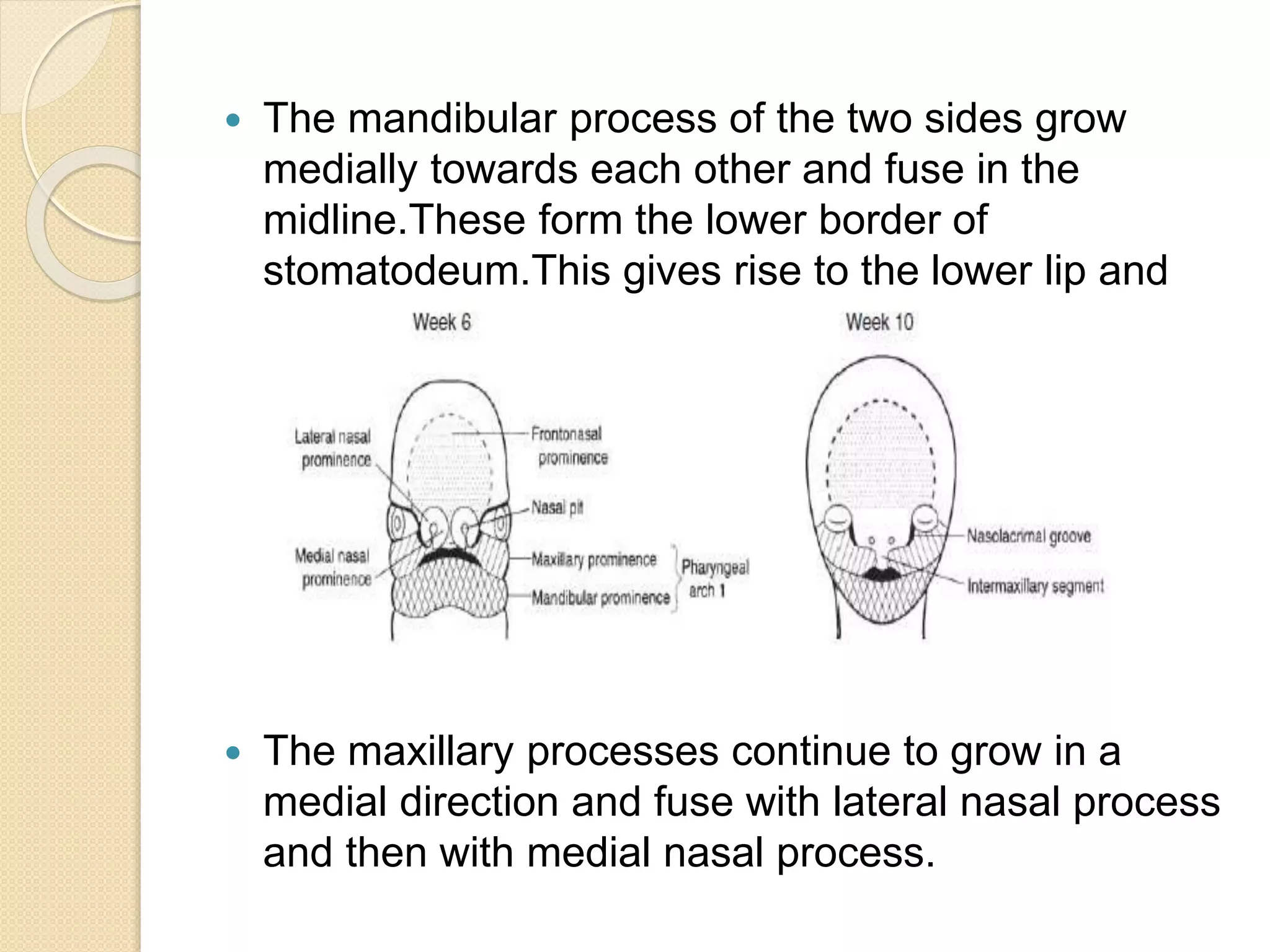 Development of face including nose ppt | PPTX