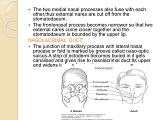 Development of face including nose ppt | PPTX