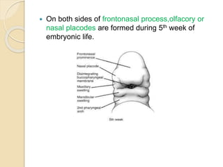 Development of face including nose ppt | PPTX