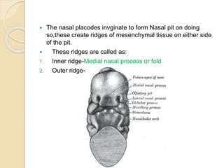 Development of face including nose ppt | PPTX