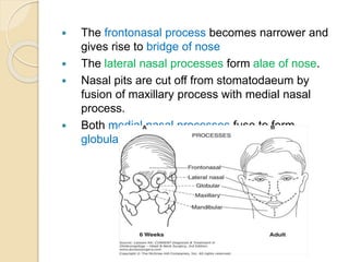 Development of face including nose ppt | PPTX