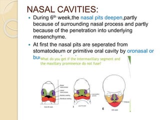 Development of face including nose ppt | PPTX