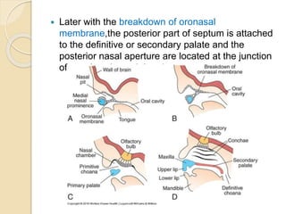 Development of face including nose ppt | PPTX