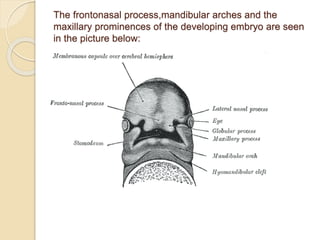 Development of face including nose ppt | PPTX